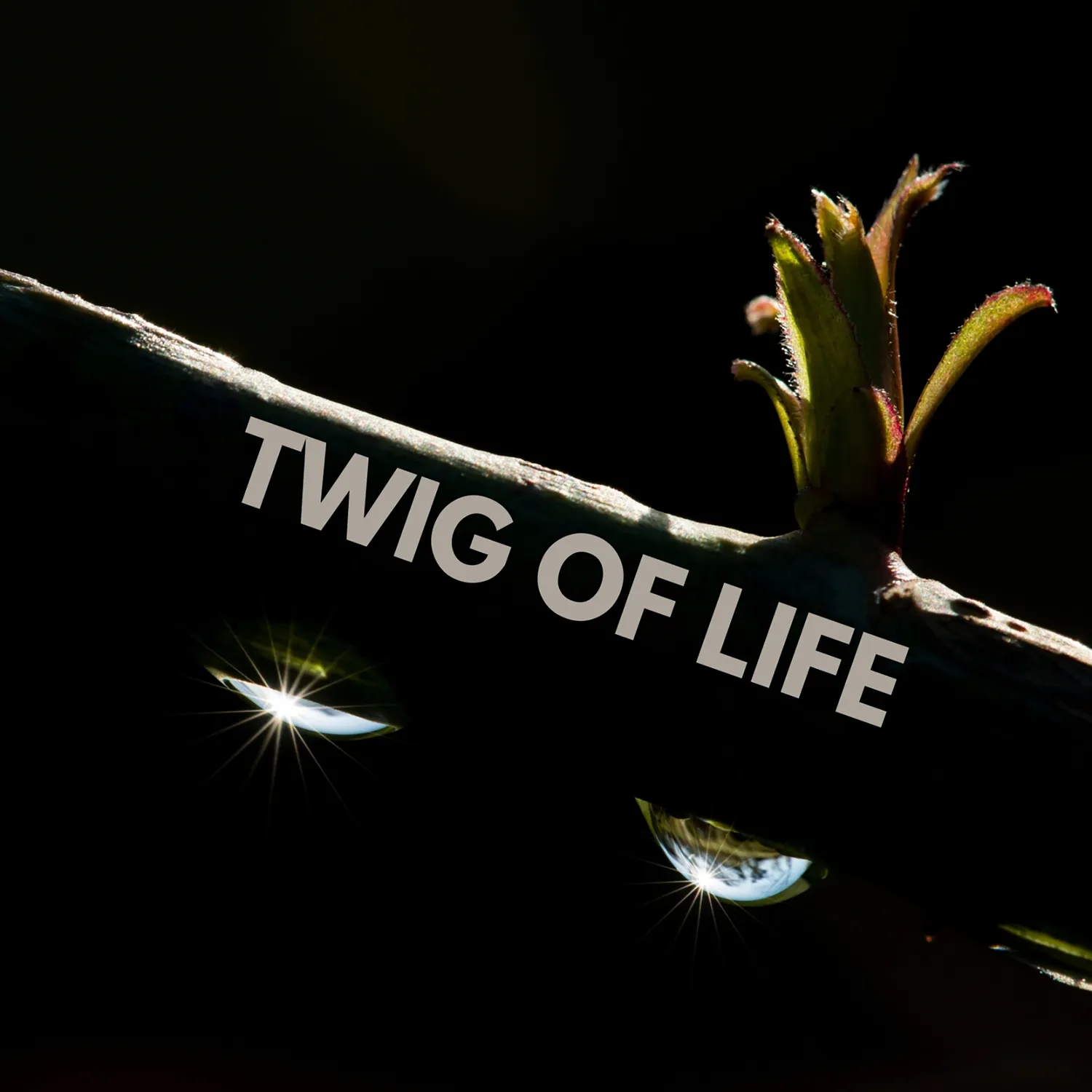 Twig Of Life - Stardust at 432Hz - mp3 download | lyric - NhacCuaTui
