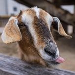 Rapper Lè Nhè - Hustlang Robber - mp3 download | lyric - NhacCuaTui